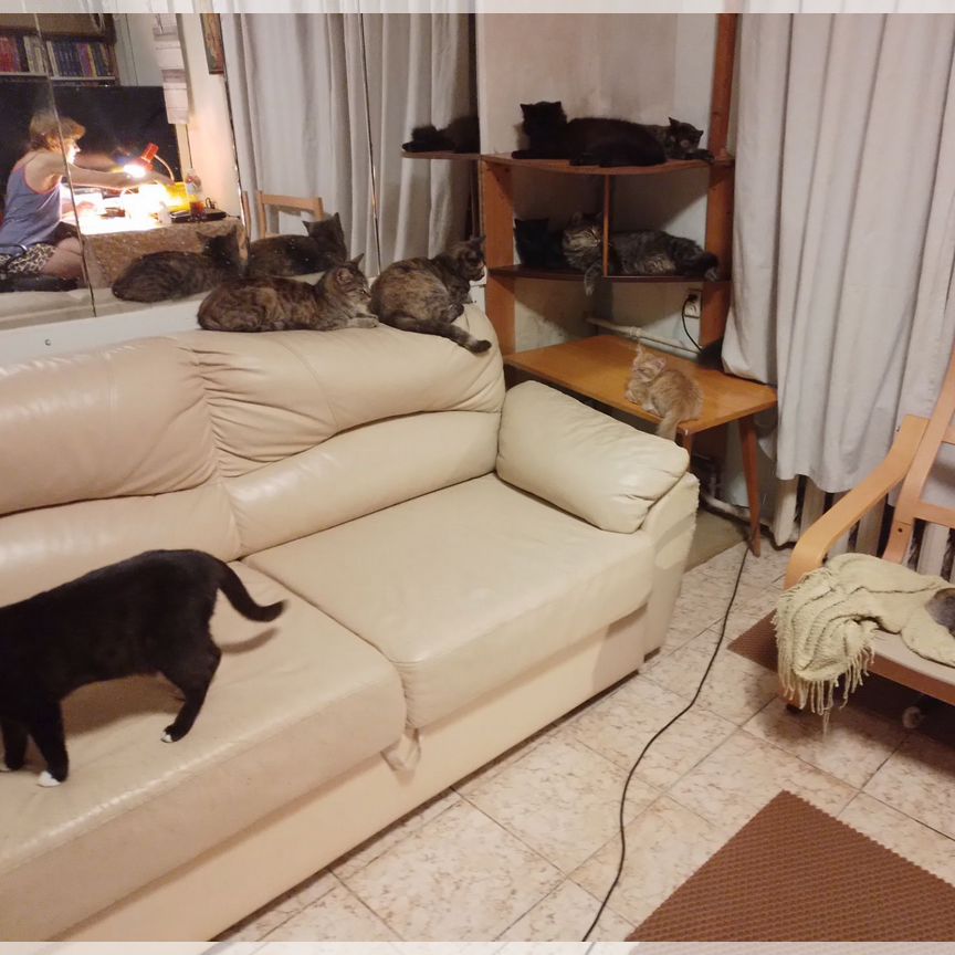 Кошки и котята с приюта