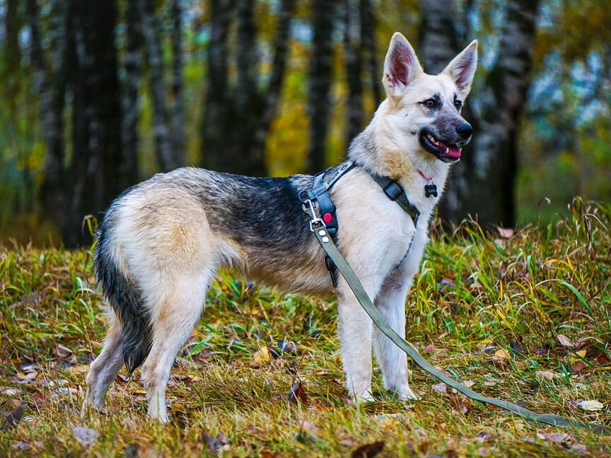 Собака ищет дом