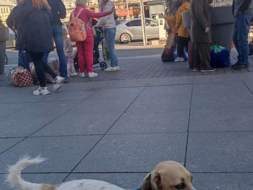 Небольшая собачка Дина 6 кг в добрые руки