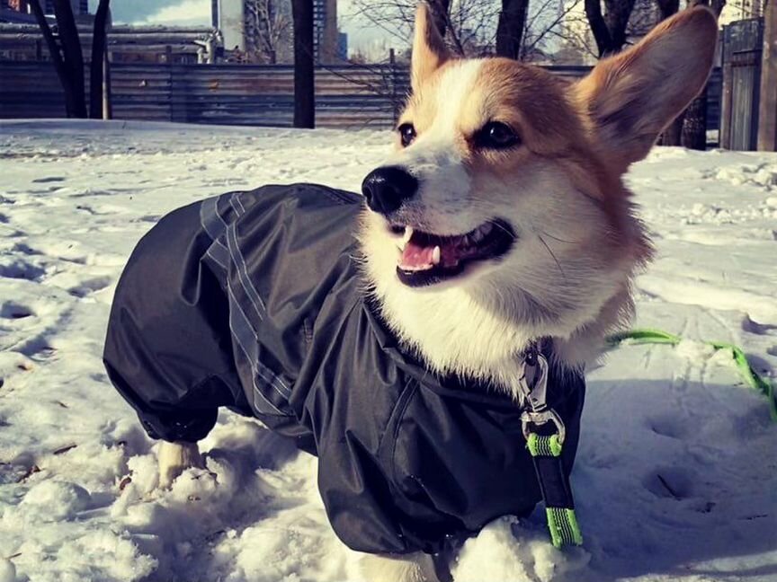 Грязезащитный комбинезон корги девочка Diplodog