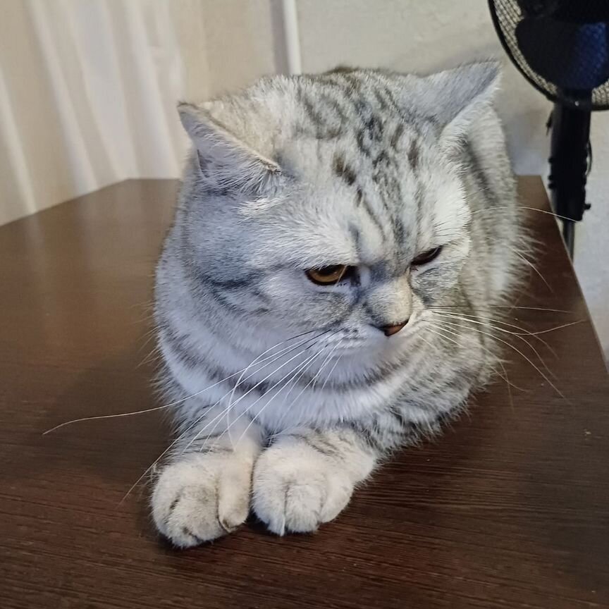 Отдам в хорошие руки