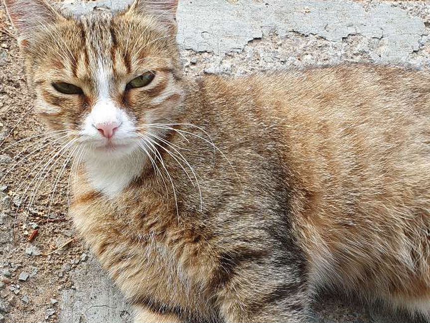 Ищем новых хозяев для брошенного котёнка