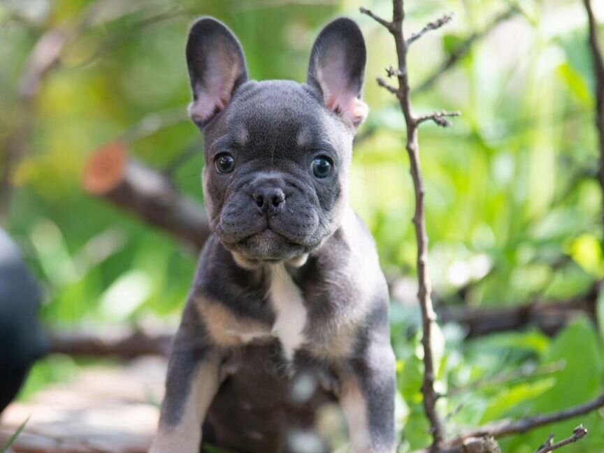 Французский бульдог щенки