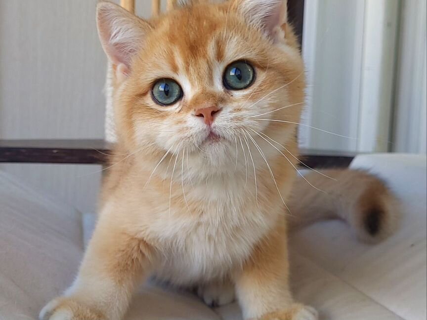 Элитные британские котята из питомника