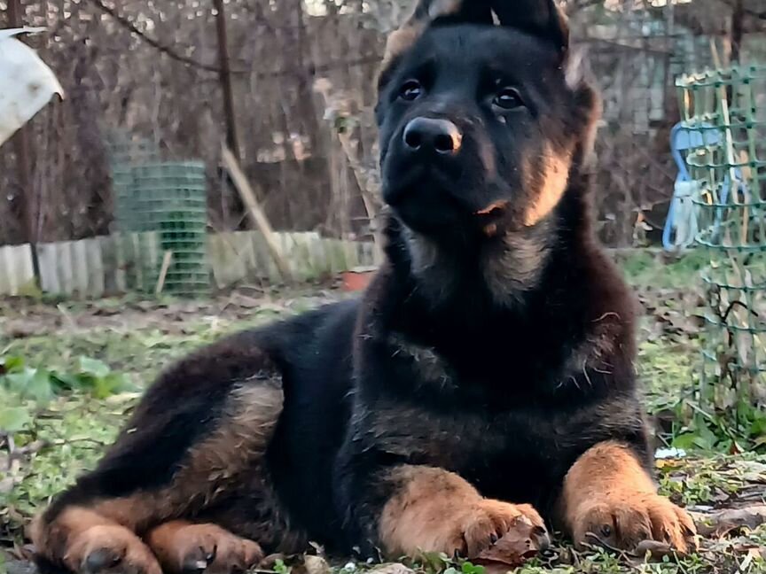 Собаки щенки немецкой овчарки