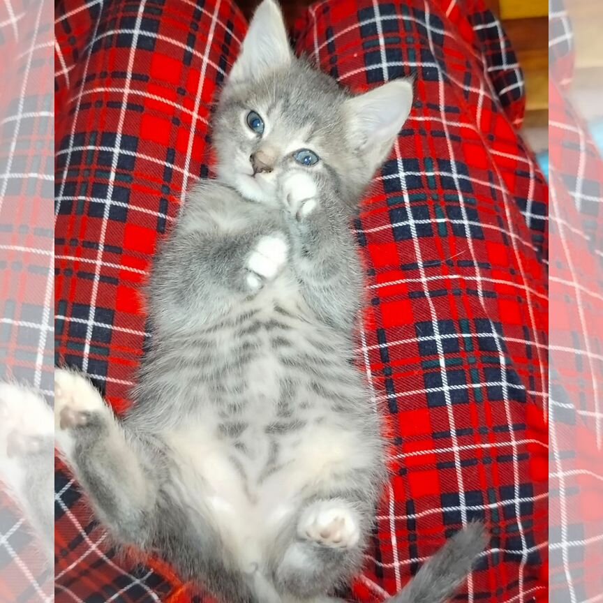 Котёнок в добрые руки