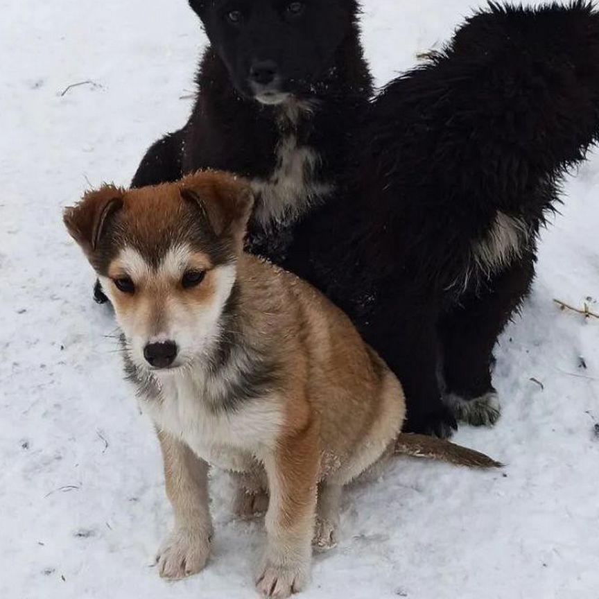 Щенок в добрые руки