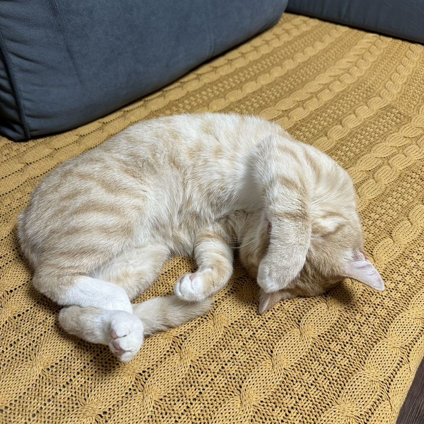 Кот в добрые ручки