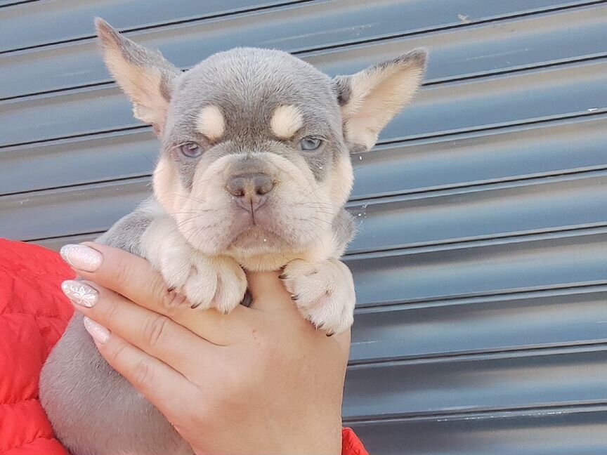 Лиловый мальчик с геном флаффи и Изабеллы