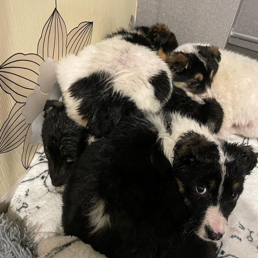 4 щенка ищут дом