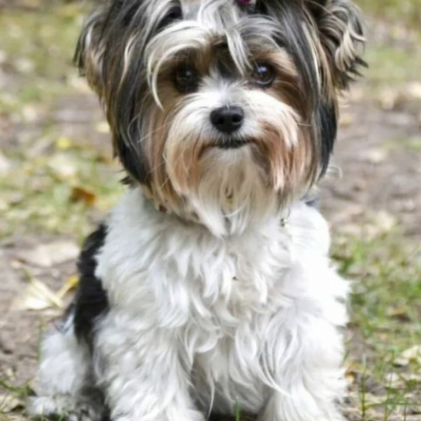 Бивер девочка