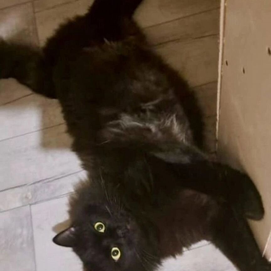 Кот