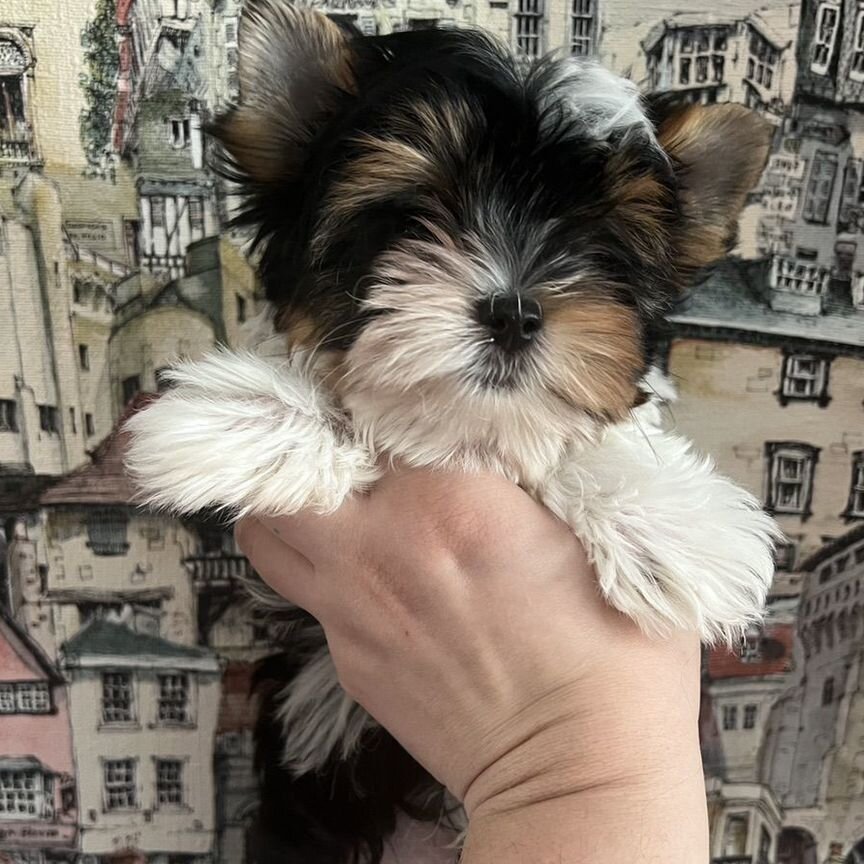 Бивер-йоркширский терьер, щенок