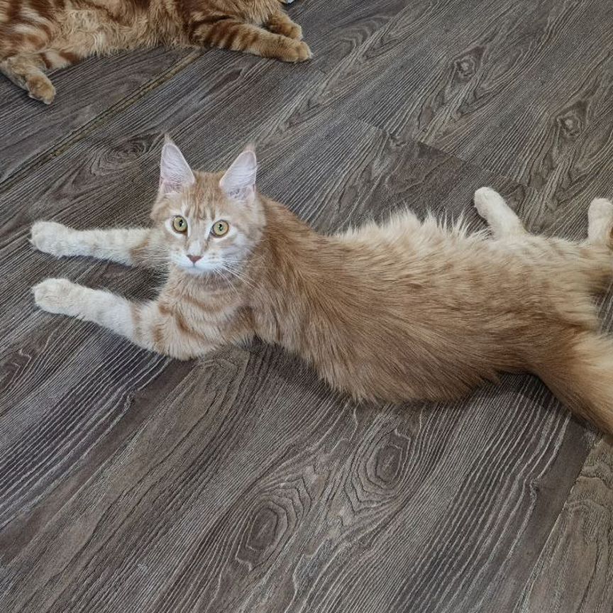 Мейн-кун котёнок