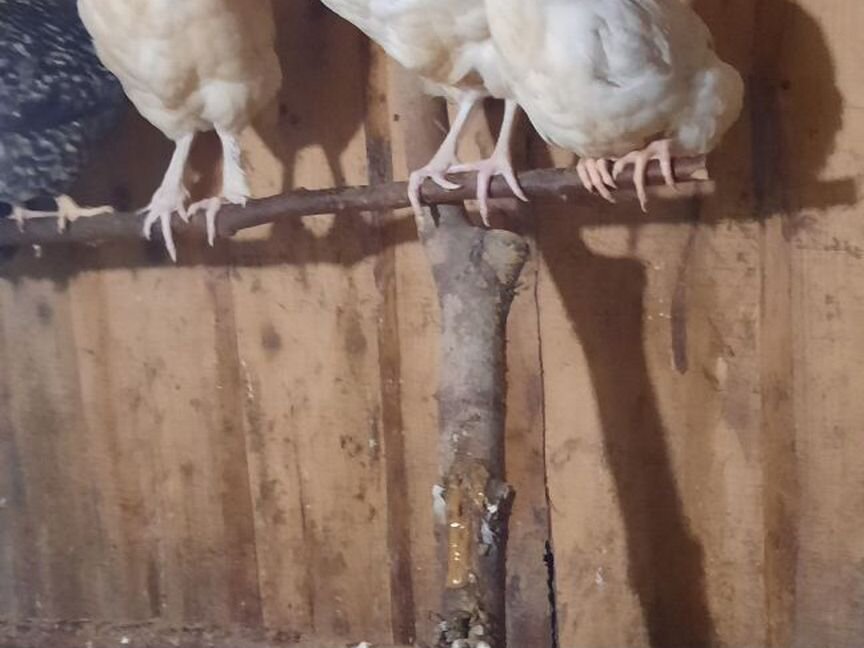 Курочки молодки