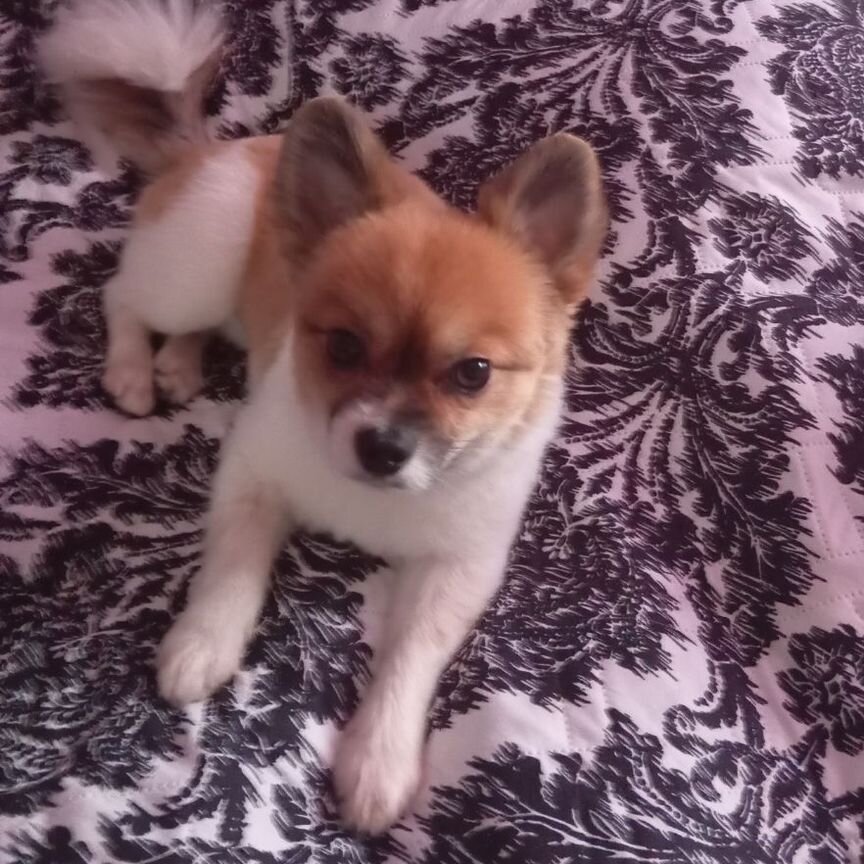 Помчи, взрослый пёс