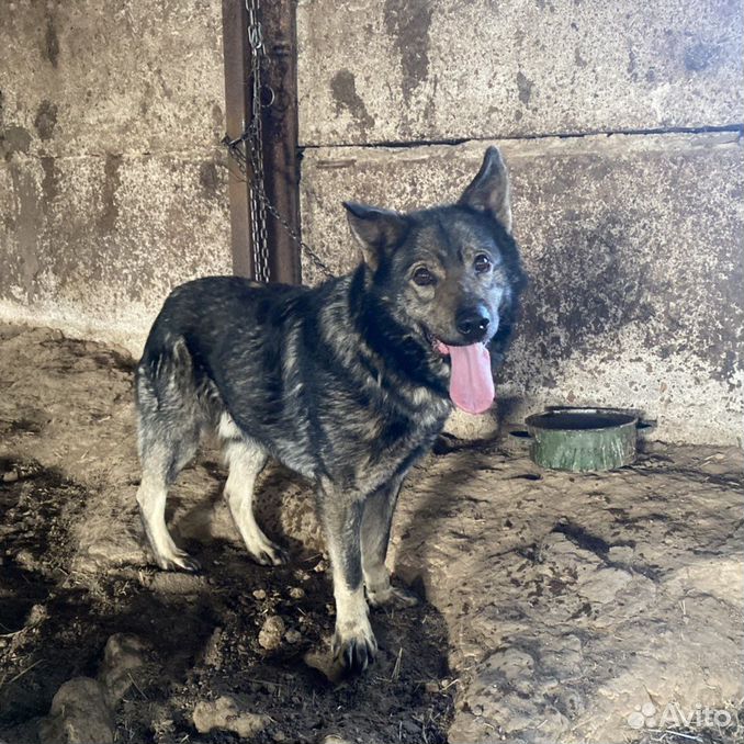 Кобель на охрану