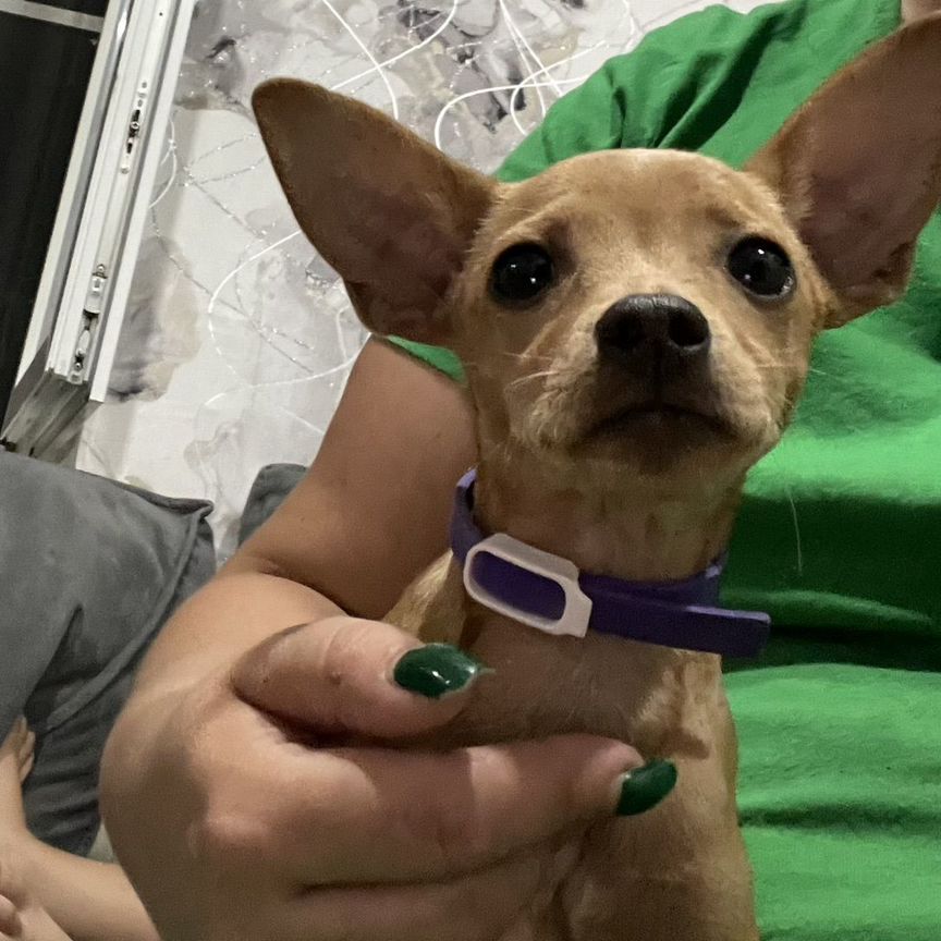 Русский той-терьер