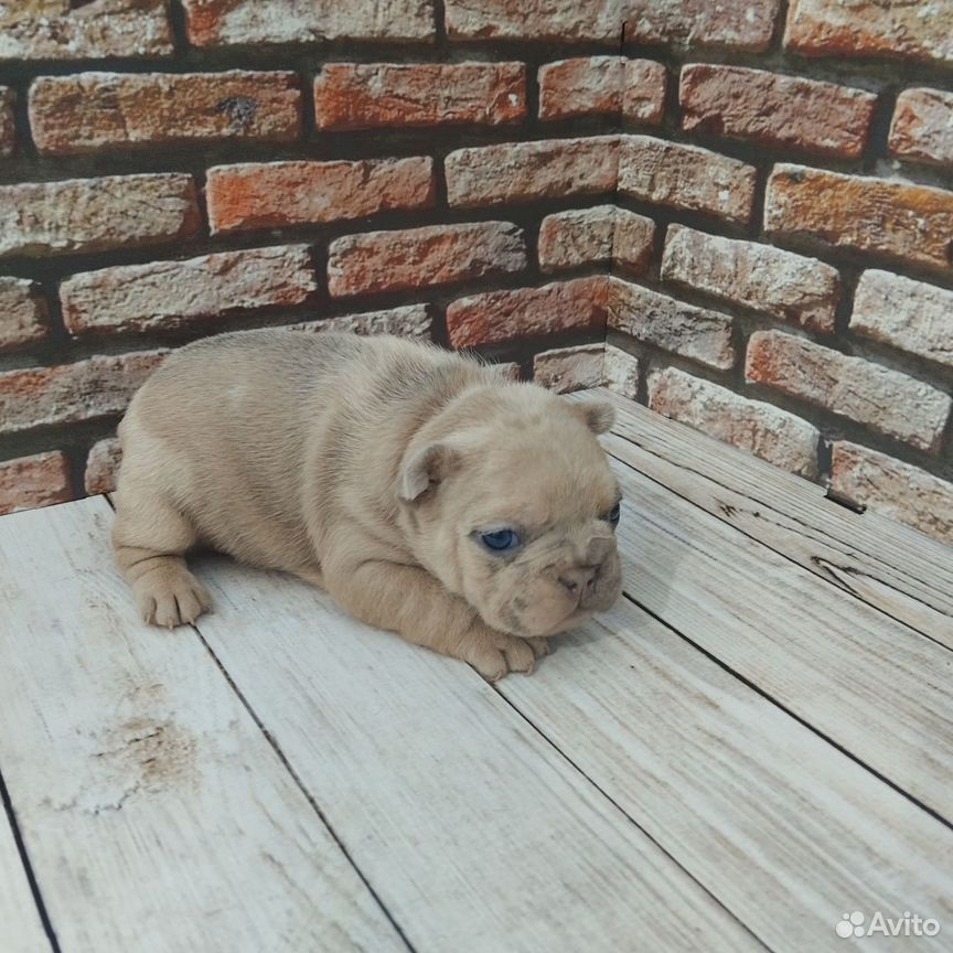 Изабелла Нью Шейд Мерле с подпалом. Мальчик