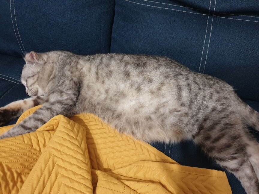 Кошечка в добрые руки