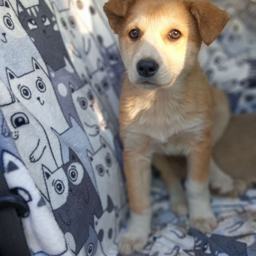 Щенок девочка в добрые руки