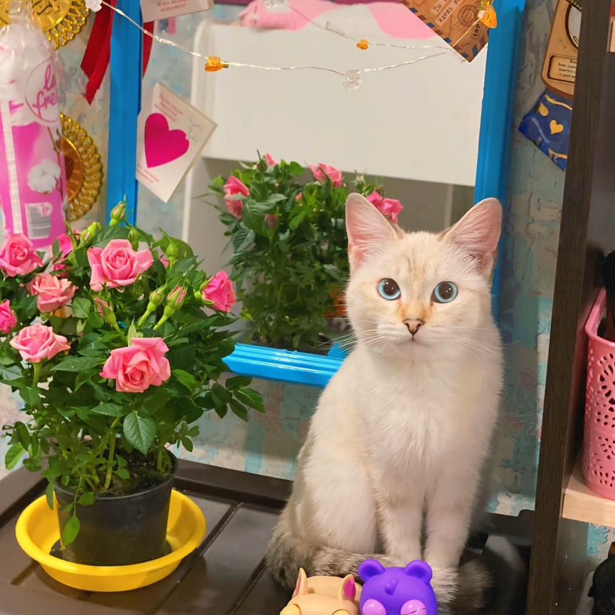 Кошка сиамский ред-поинт