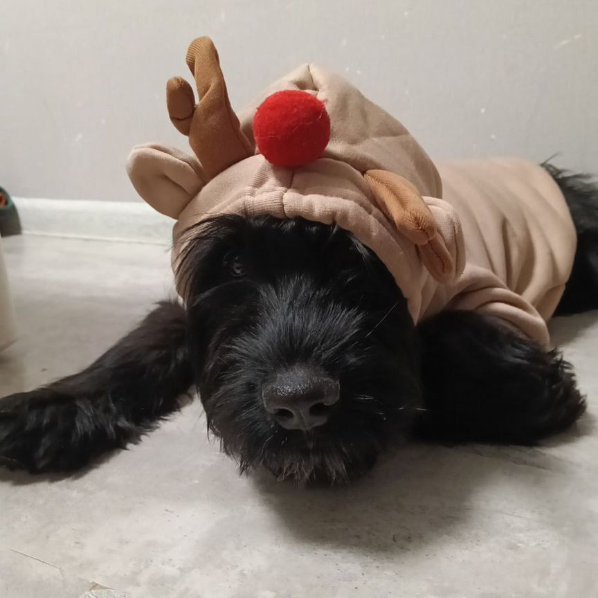 Взрослая собака в добрые руки