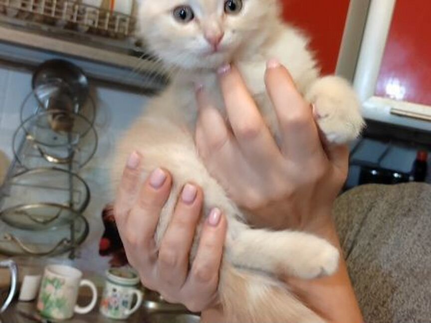 Очаровательные котята