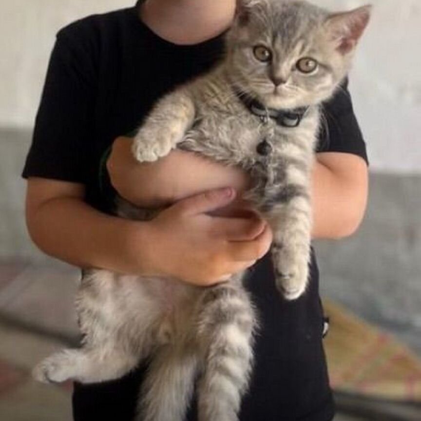 Продаю кота