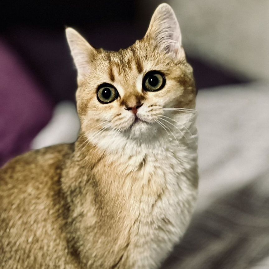 Вязка британских кошек
