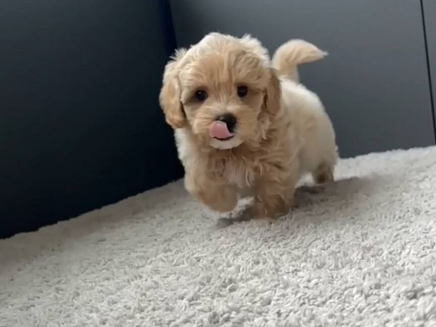 Мальтипу мини f1