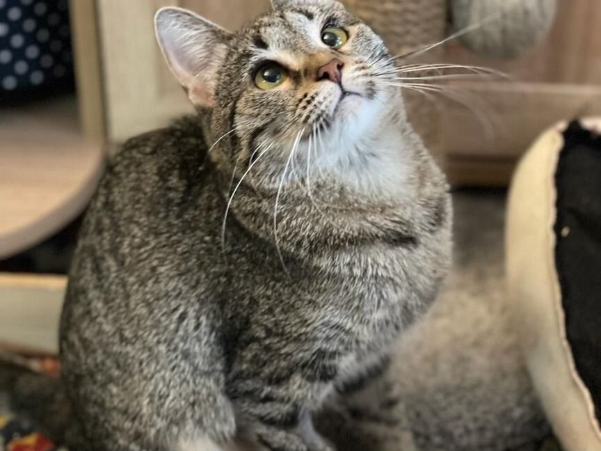 Юная кошечка Василиса