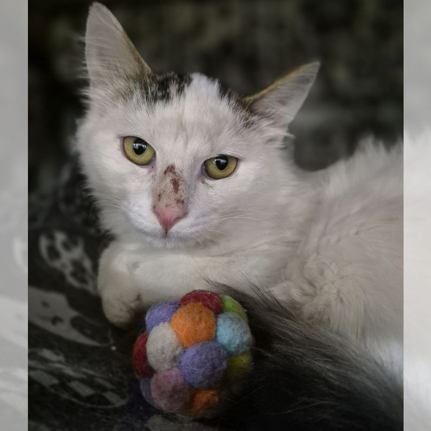 Сибирский котёнок