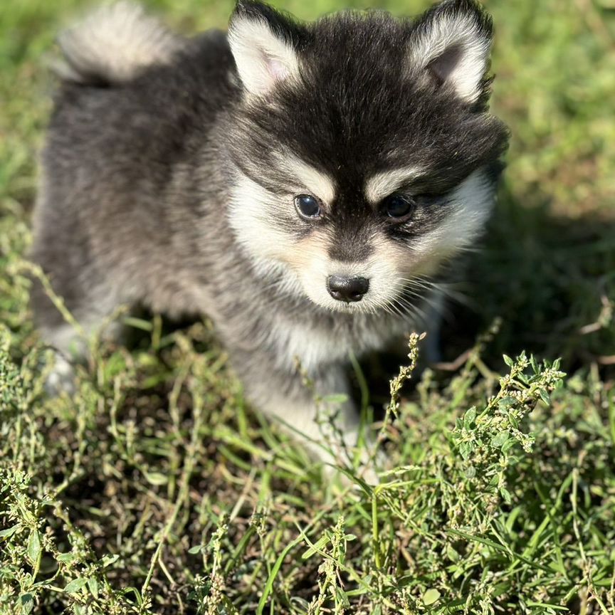 Щенки Помски