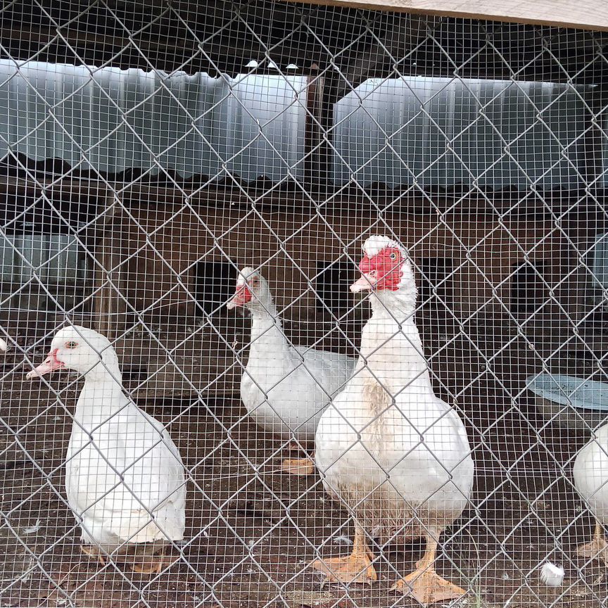 Утни мускусные гримо