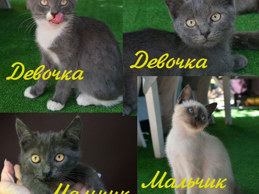 Кошки