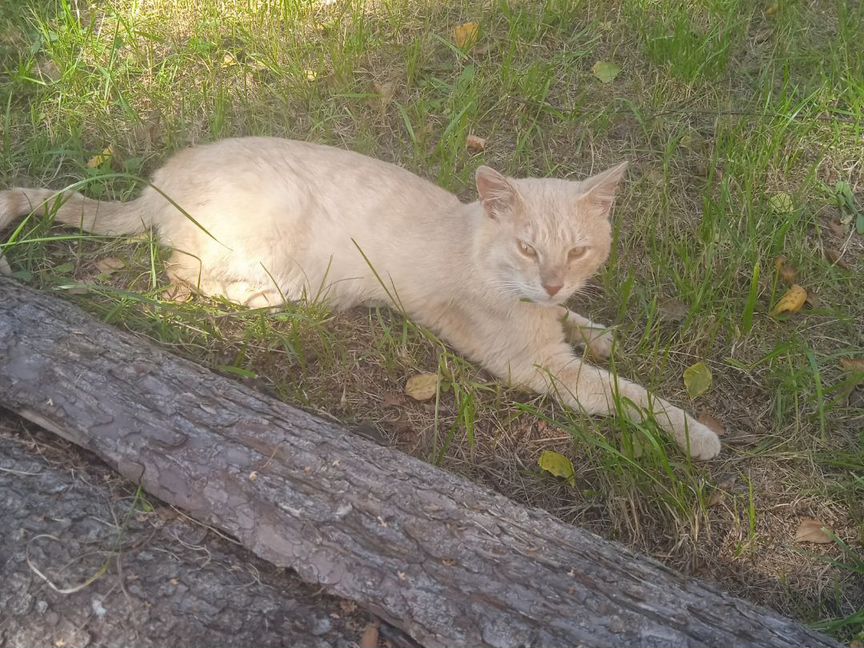 Кошка в дар
