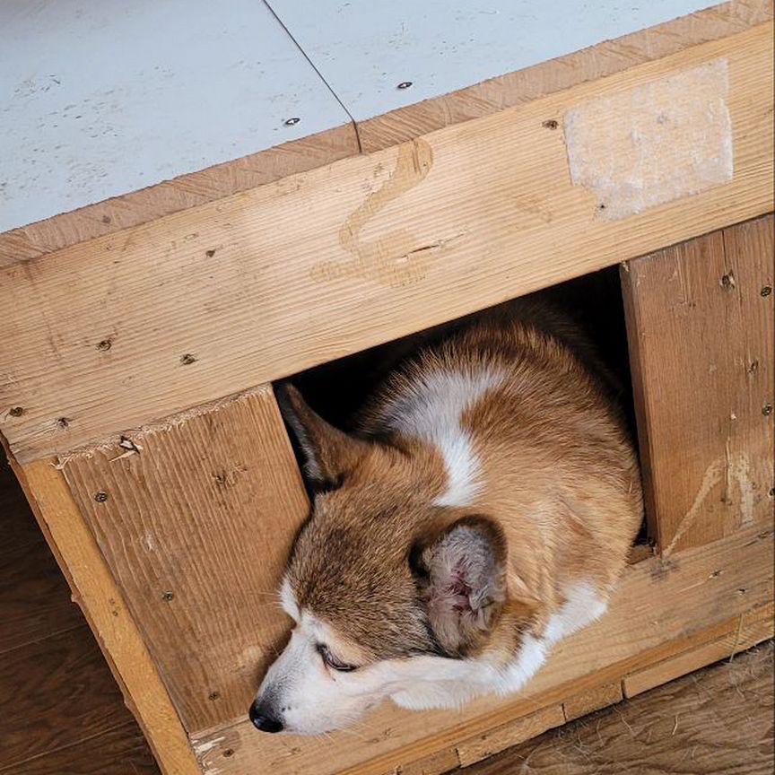 Будка вольер для собаки