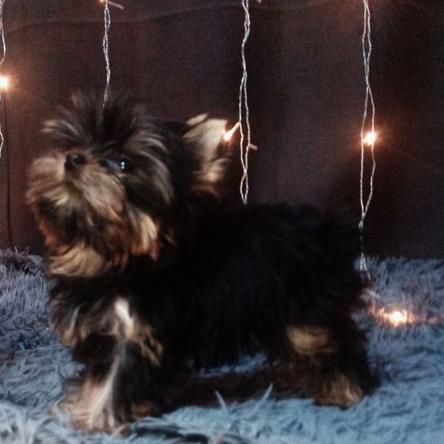 Йоркширский терьер, щенок