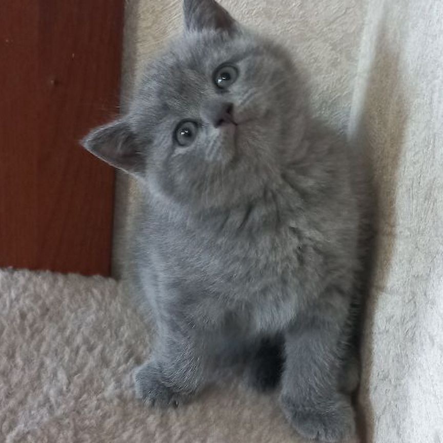 Шотландская прямоухая котята