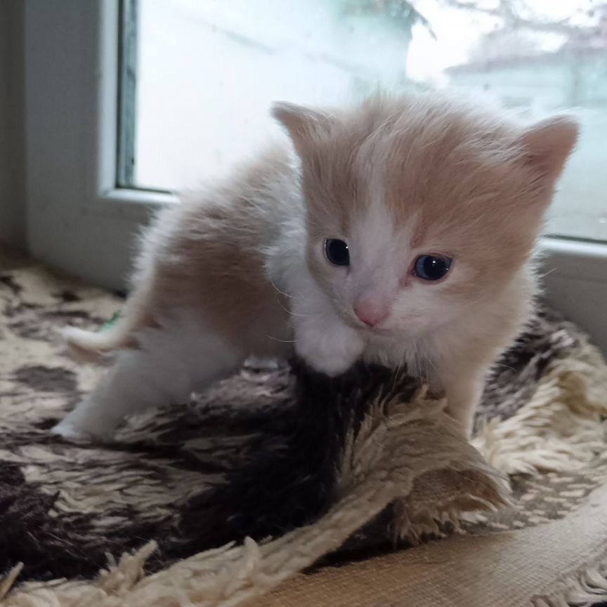 Отдают котят бесплатно