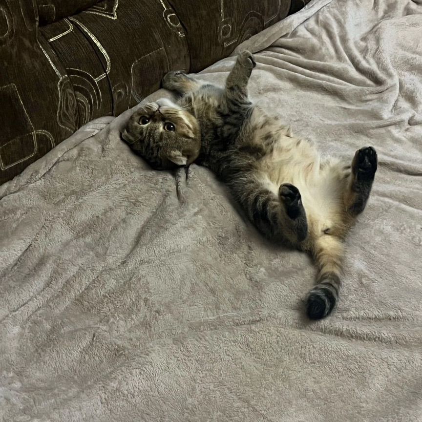 Шотландская