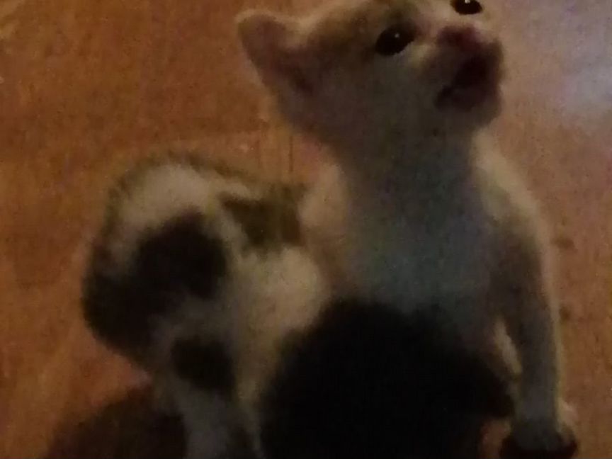 Малютки ищут дом