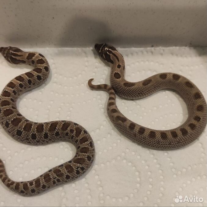 Свиноносые ужи