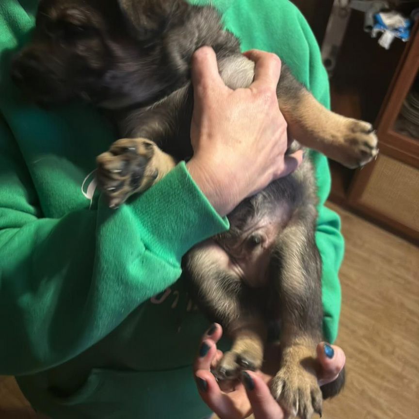 Собака в добрые руки щенок Лабрадора