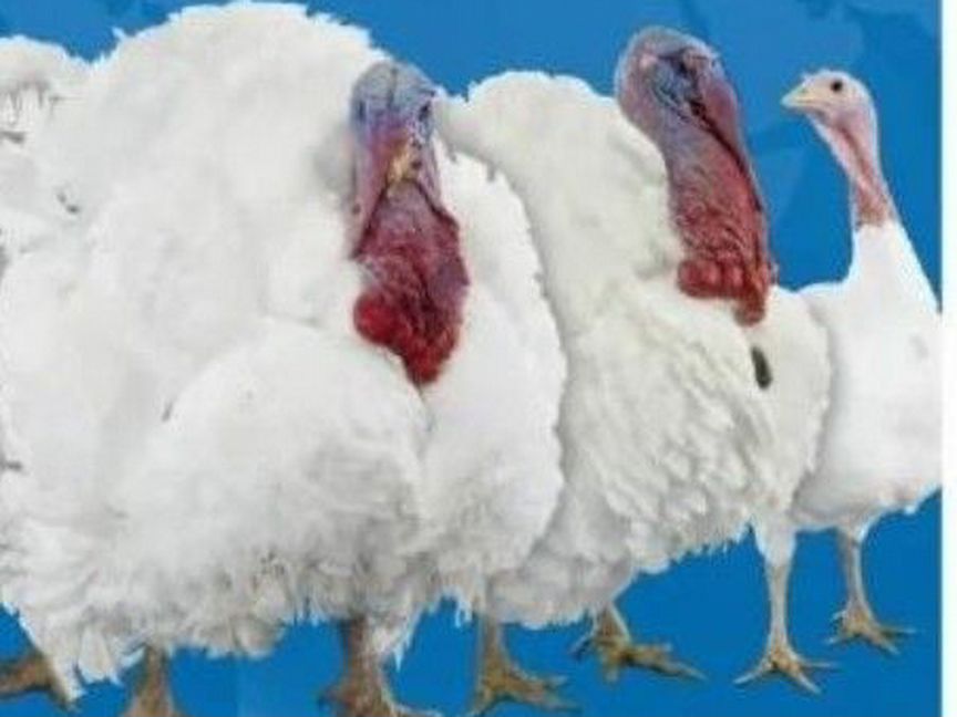 Индюшата Биг - 6