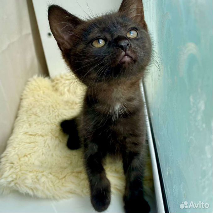 Кошечка метис британца в добрые руки