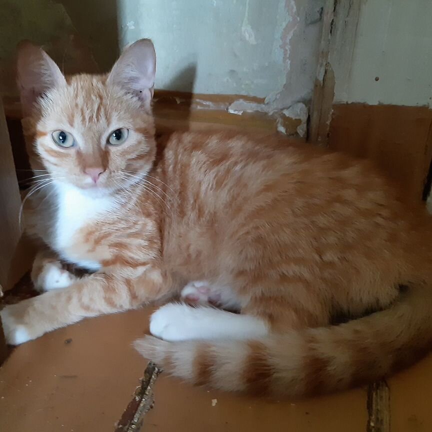 Отдам котенка в добрые руки