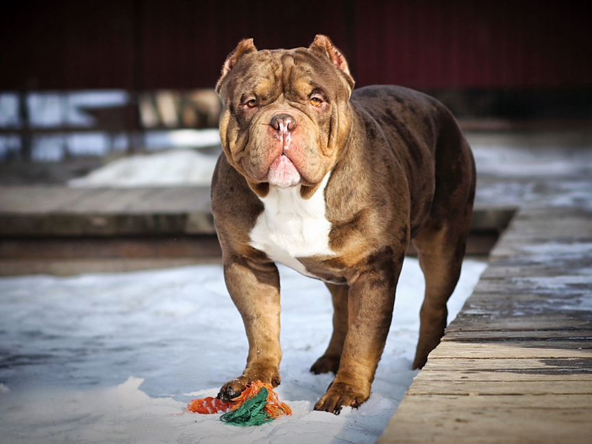 Американский булли