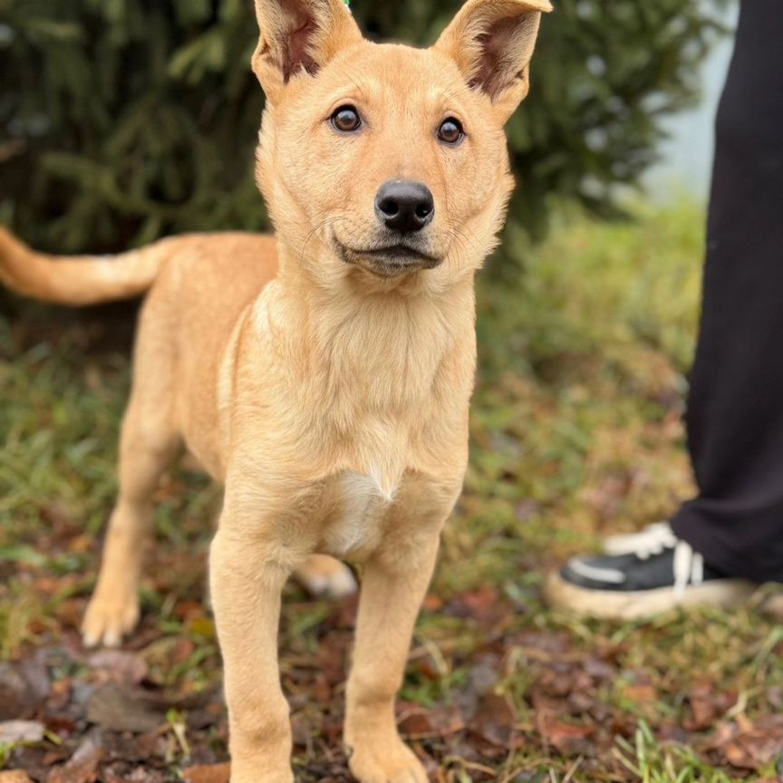 Щенки в добрые руки